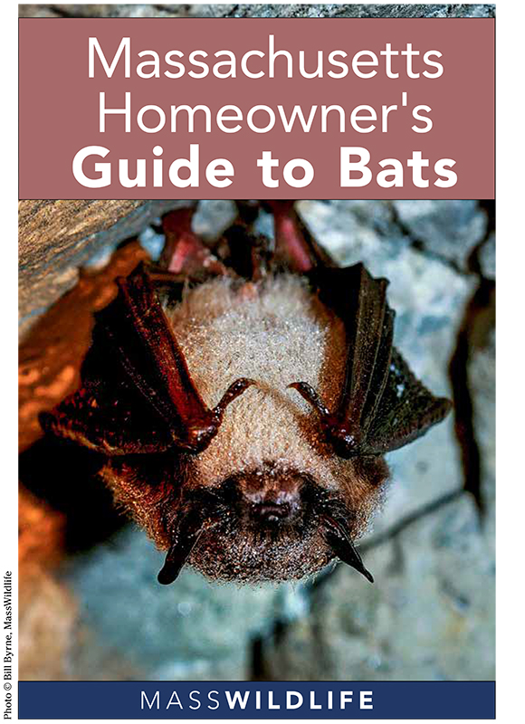 MassWildlife Homeowner's Guide to Bats: Massachusetts Health Promotion ...